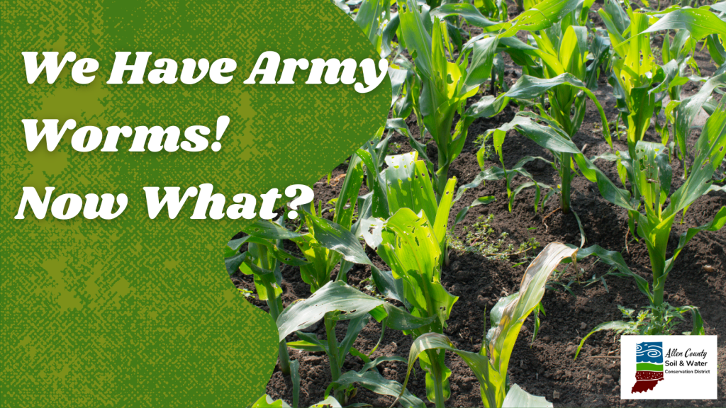 We Have Fall Army Worms! Now What? – Allen County Soil and Water ...