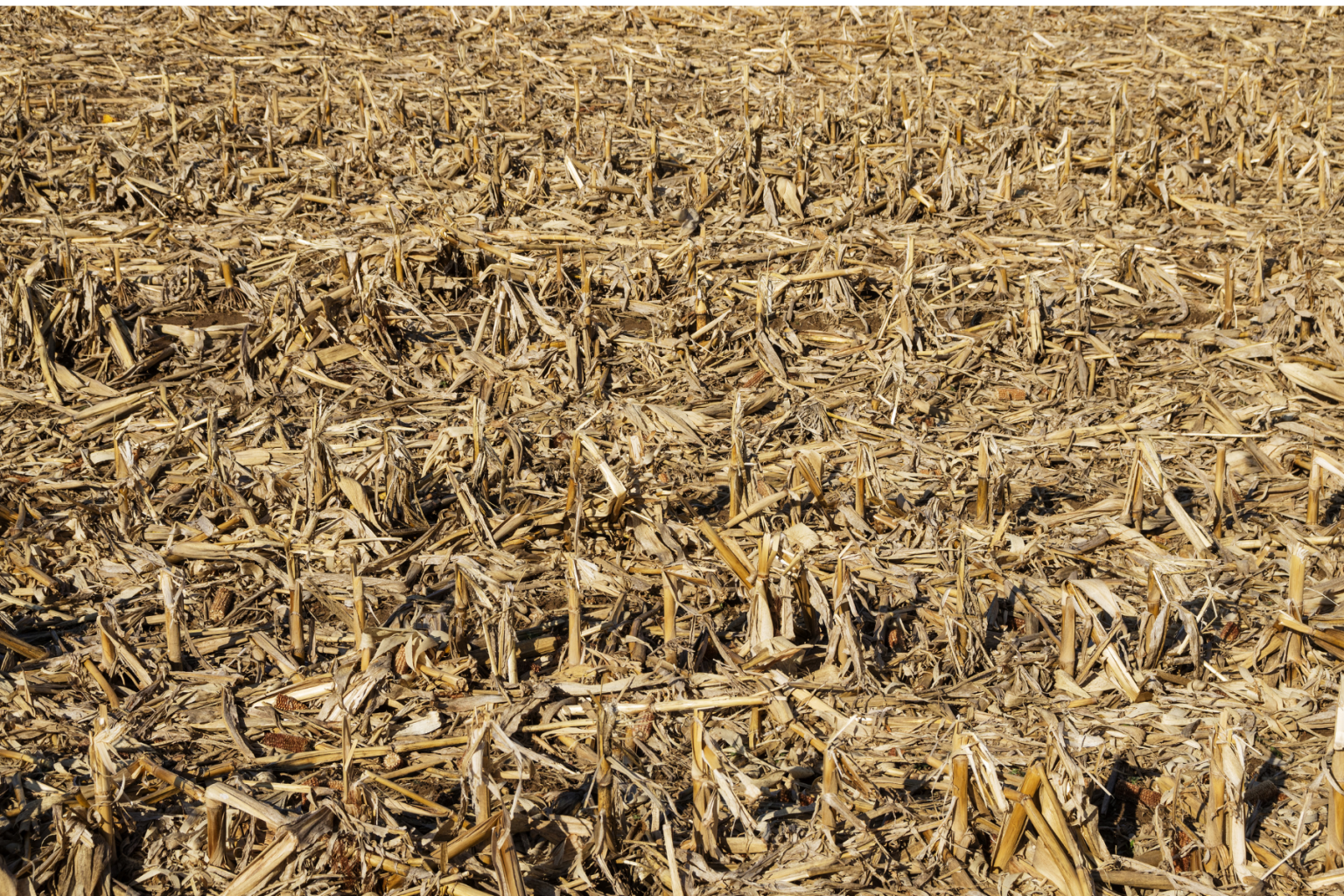 The Living, the Dead, and the Very Dead – Allen County Soil and Water ...