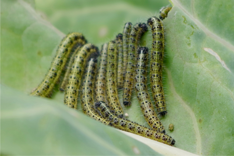 Integrated Pest Management for Three Pesky Insects – Allen County Soil ...